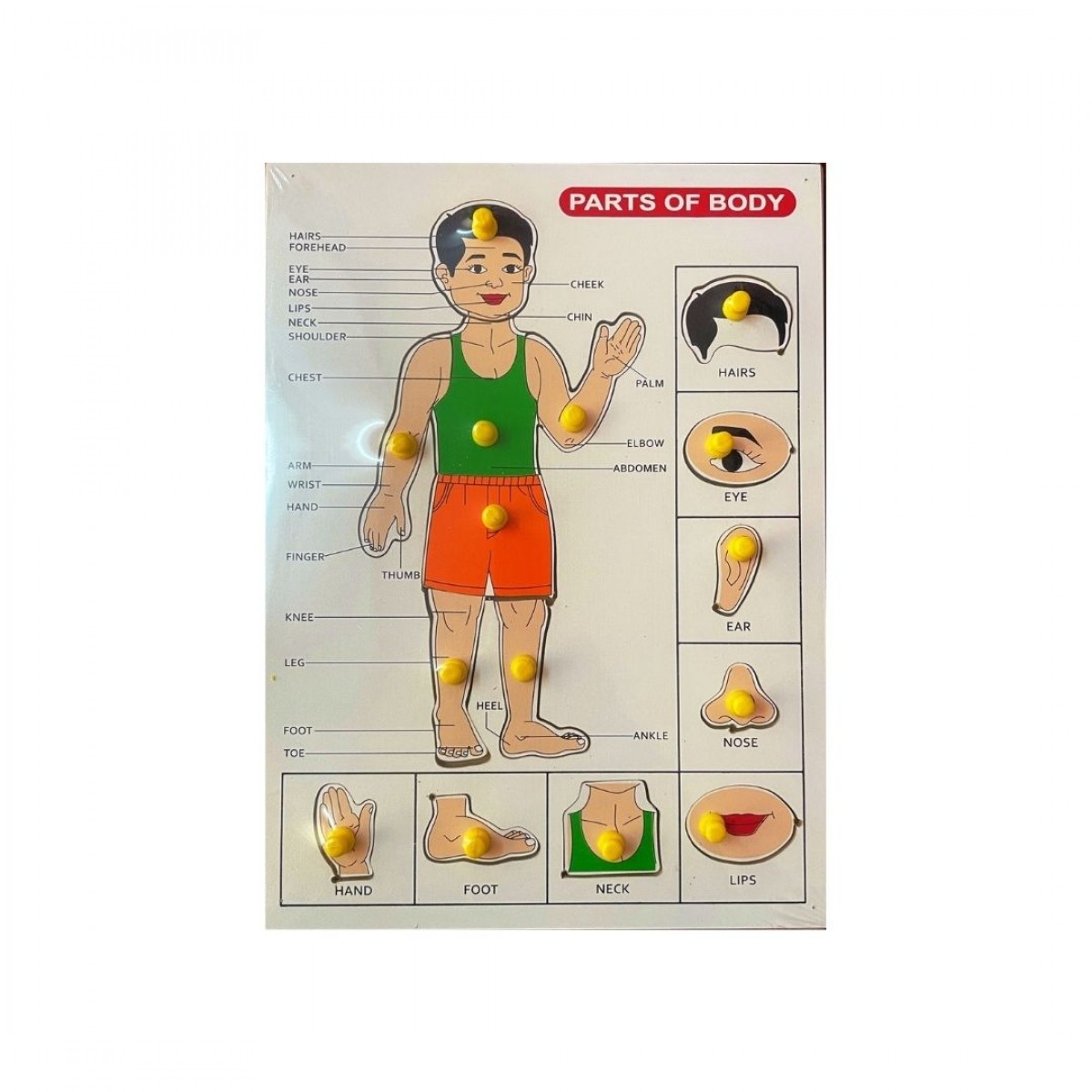 Educational Point of Light Pvt. Ltd. || Parts of Body - Boy